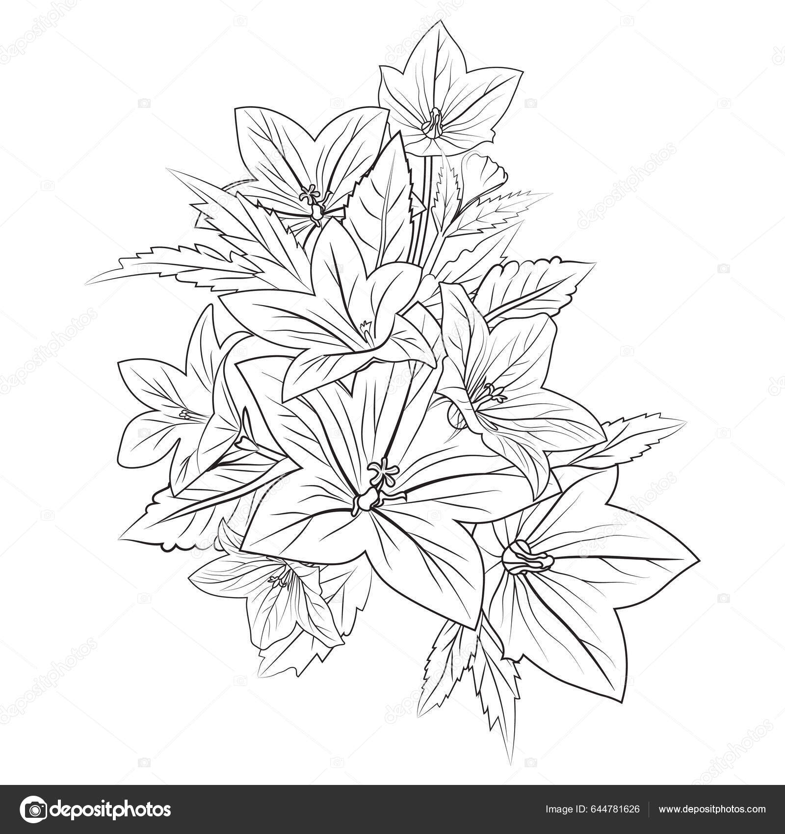 Easy Yellow Bellflower Drawing Topically Bellflower Drawing Vector ...
