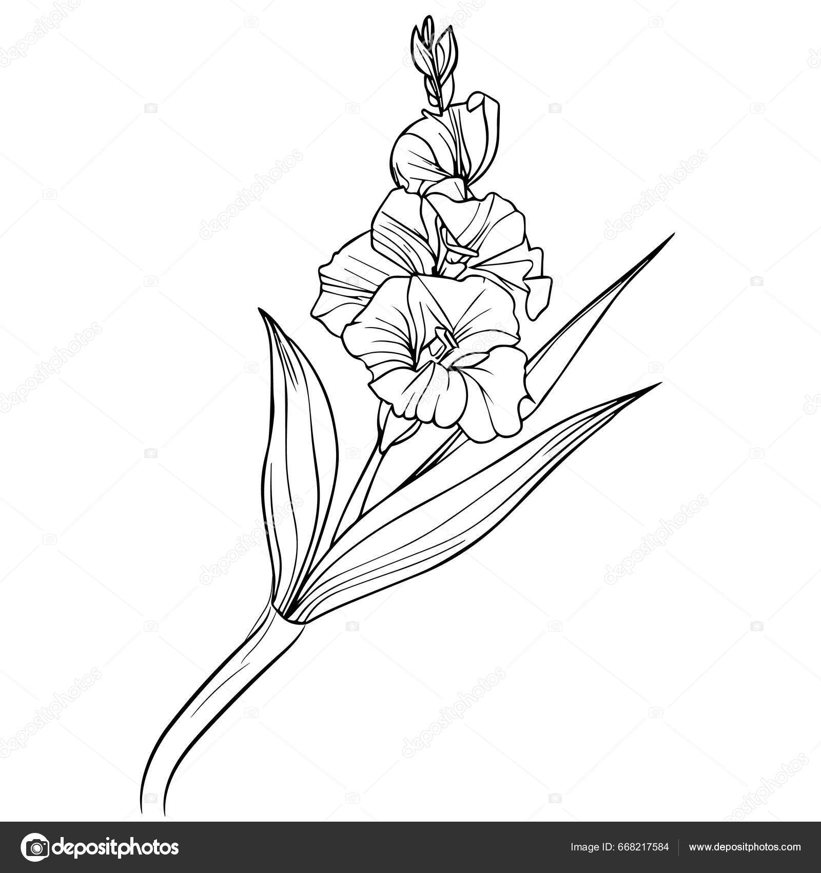 Gladiolus Art Stock Outline Line Drawing Gladiolus Drawing Pencil ...