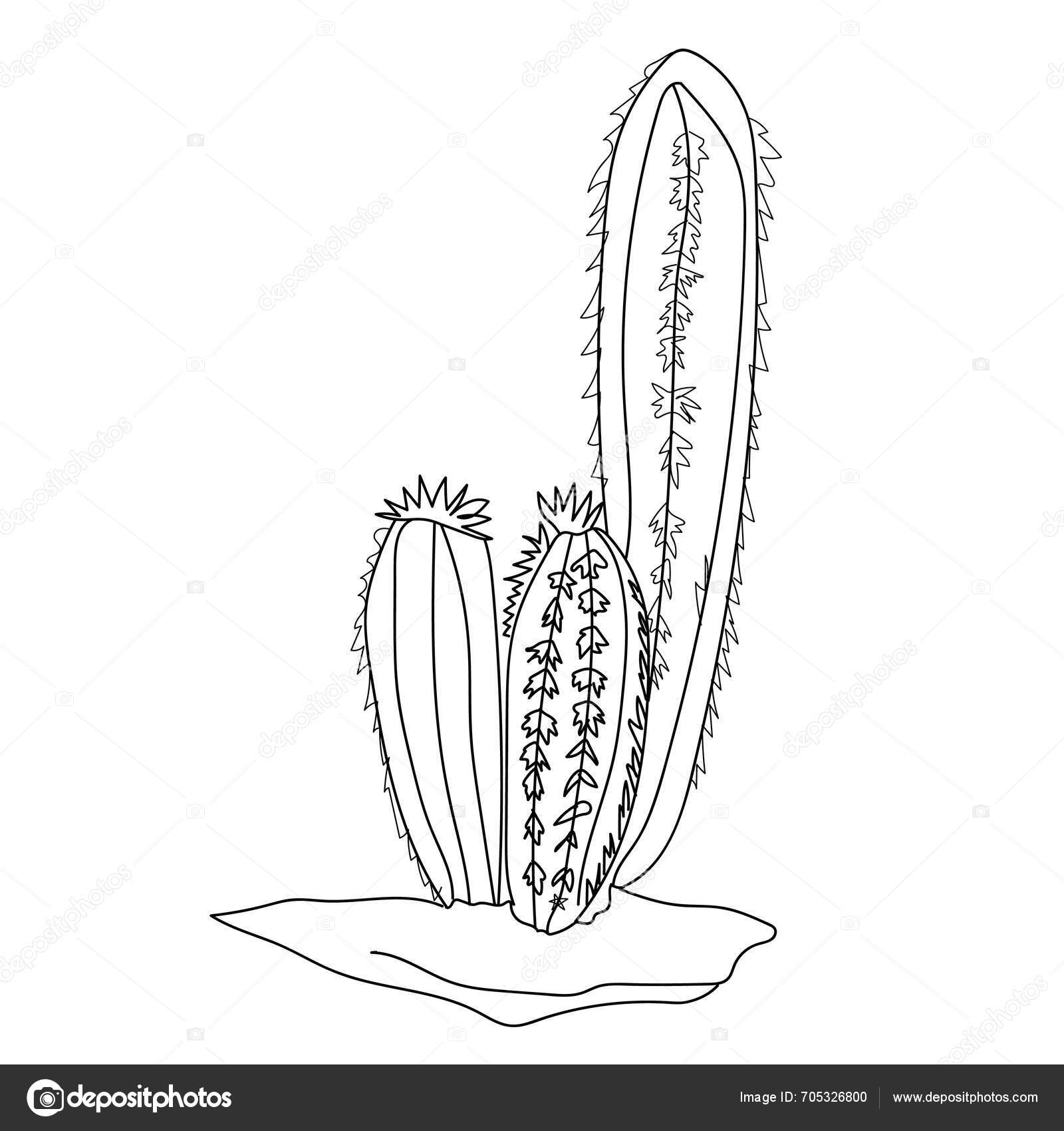 Cactus Plant Black White Pencil Sketch Cactus Drawing Cactus Drawing ...