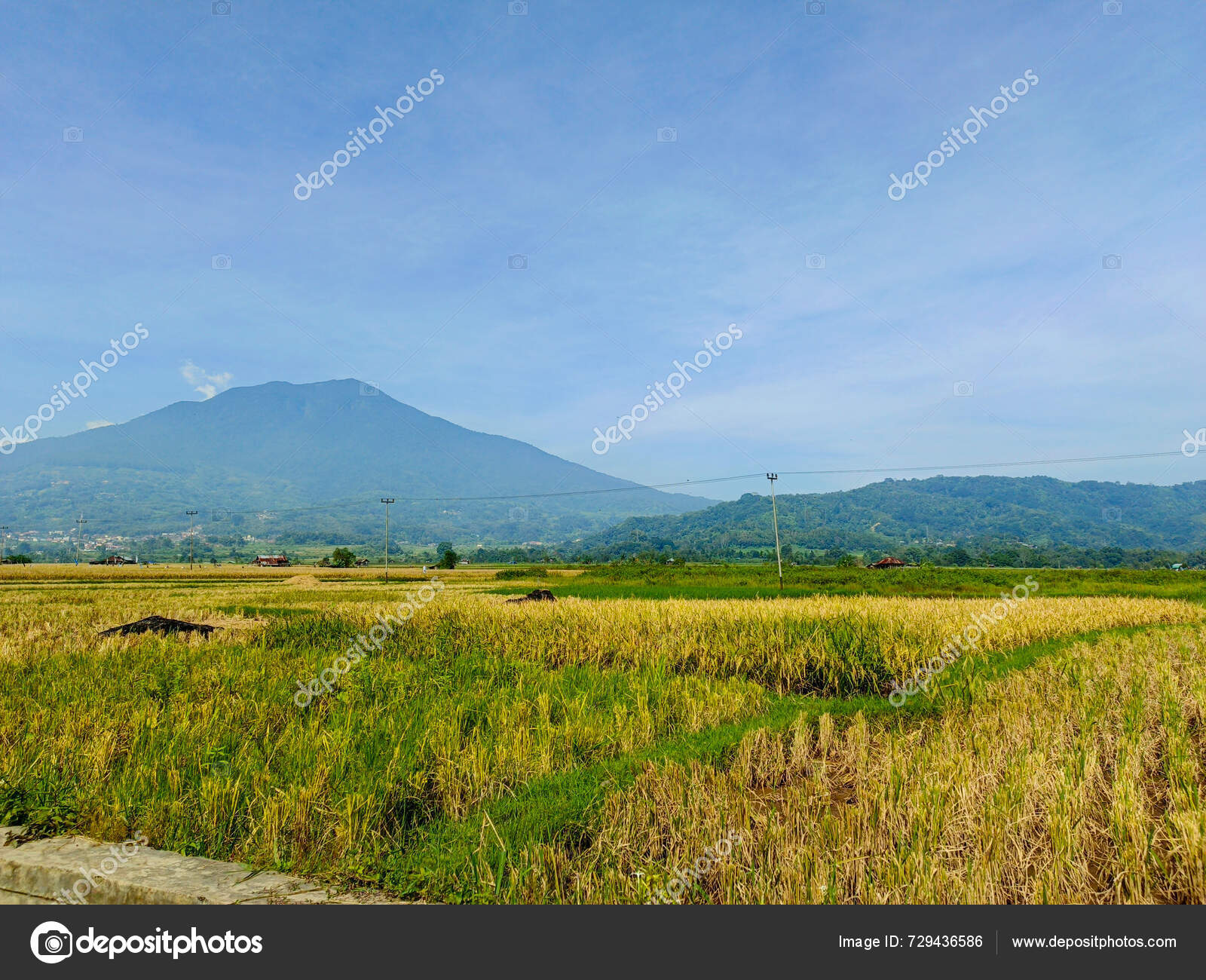 View Yellow Rice Fields Blue Sky — Stock Photo © visualuck #729436586