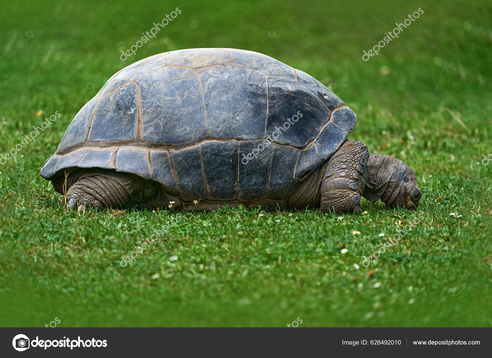 Aldabra Giant Tortoise Aldabrachelys Gigantea Turtle Green Grass ...