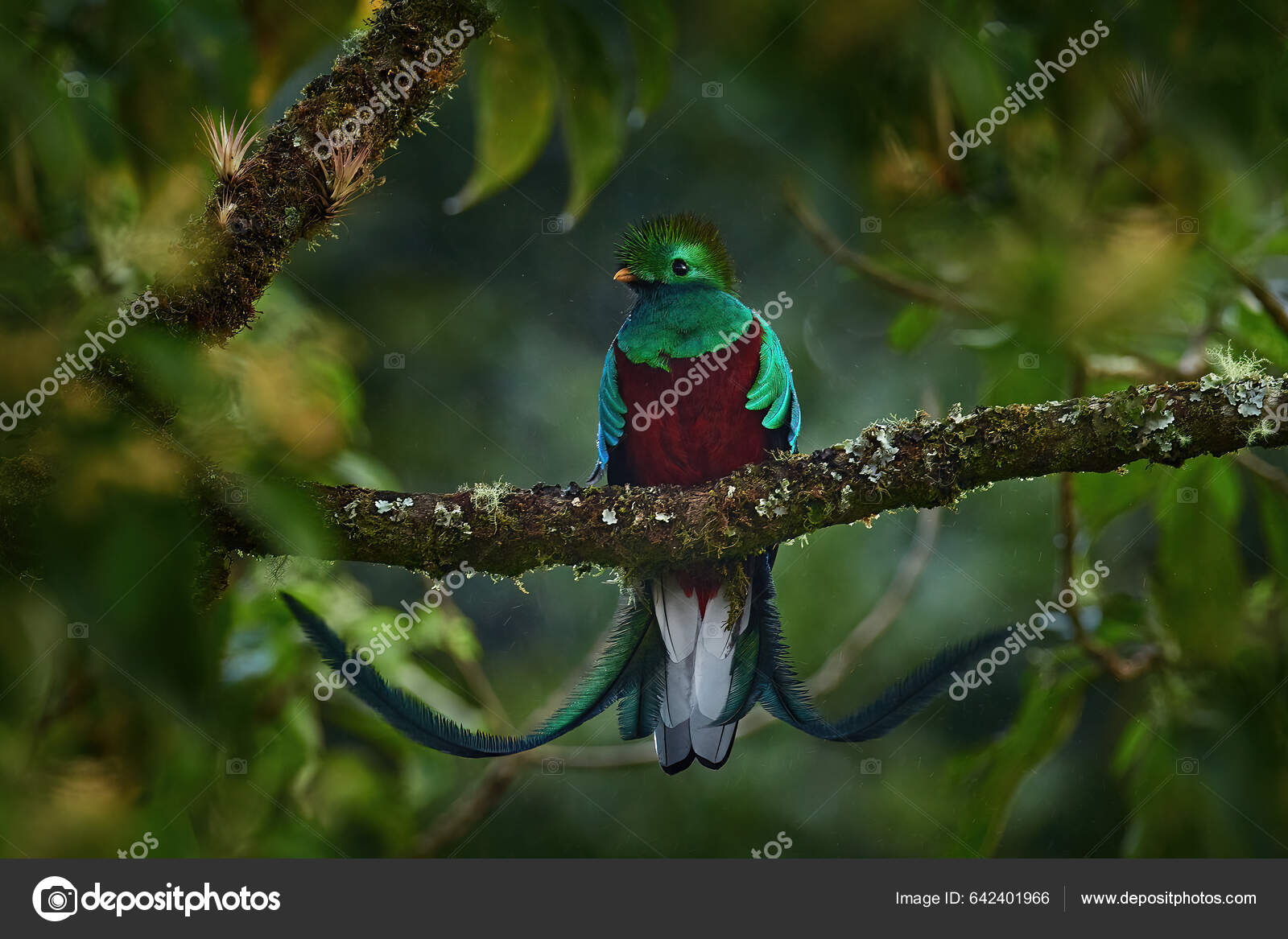Resplendent Quetzal Pharomachrus Mocinno Chiapas Mexico Blurred Green ...