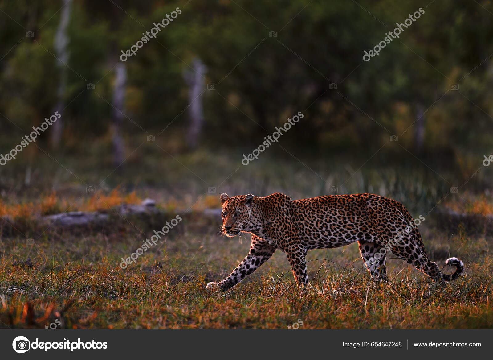 Leopard Sunset Walk Leopard Panthera Pardus Shortidgei Nature Habitat ...