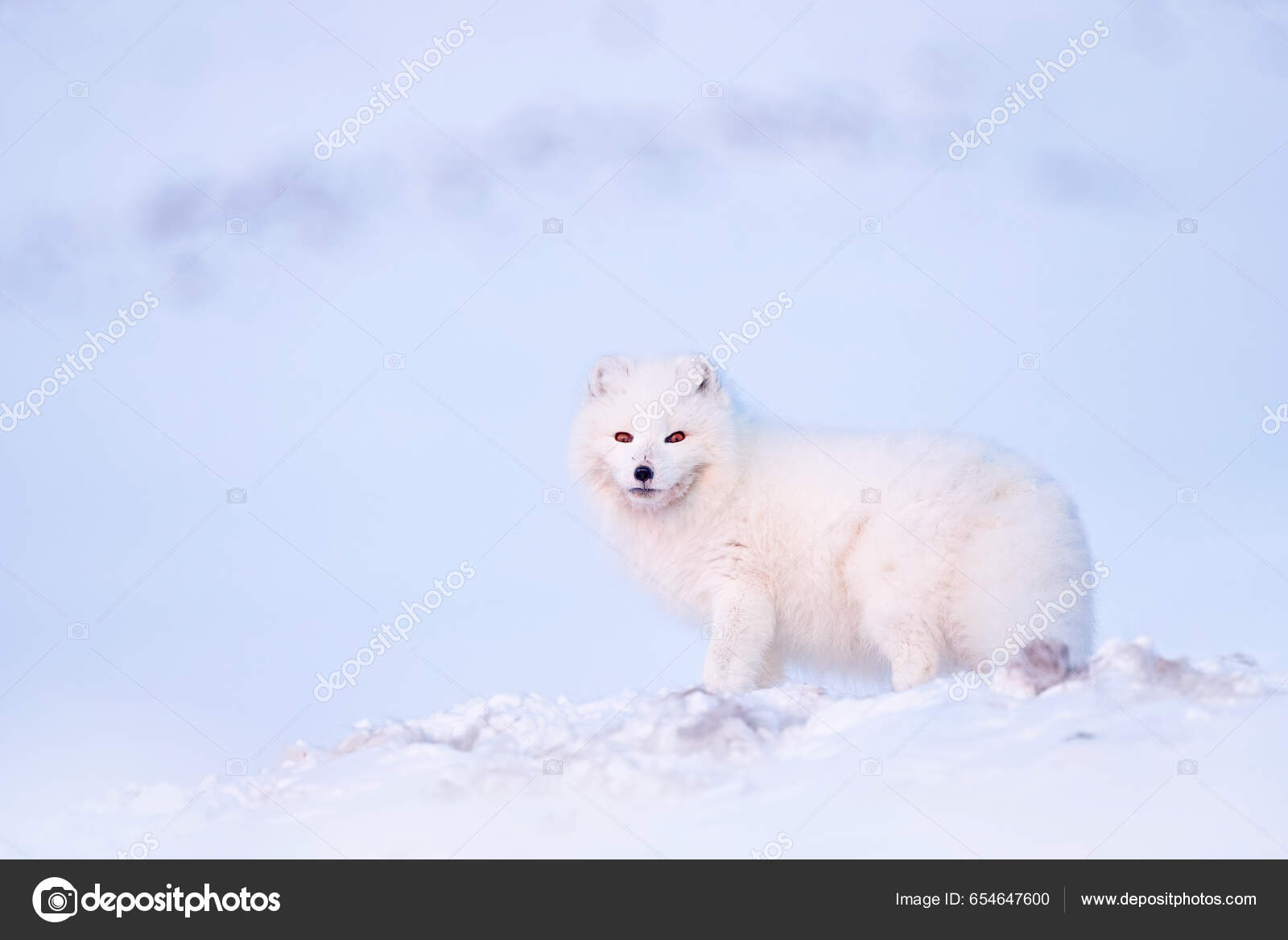 Polar Fox Deer Carcass Snow Habitat Winter Landscape Svalbard Norway ...