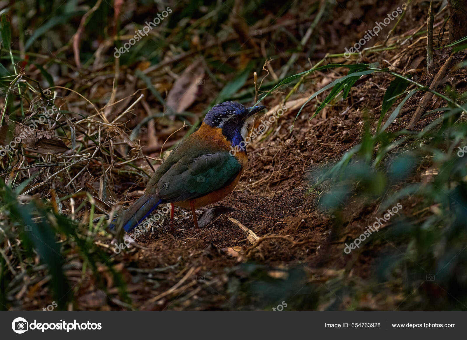 Pitta Ground Roller Atelornis Pittoides Bird Endemic Madagascar Bird ...