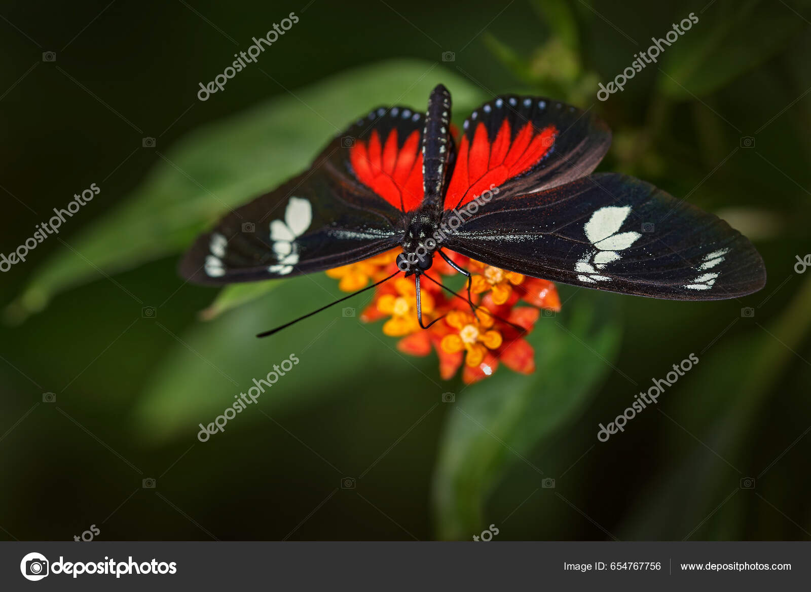 Orange Heliconius