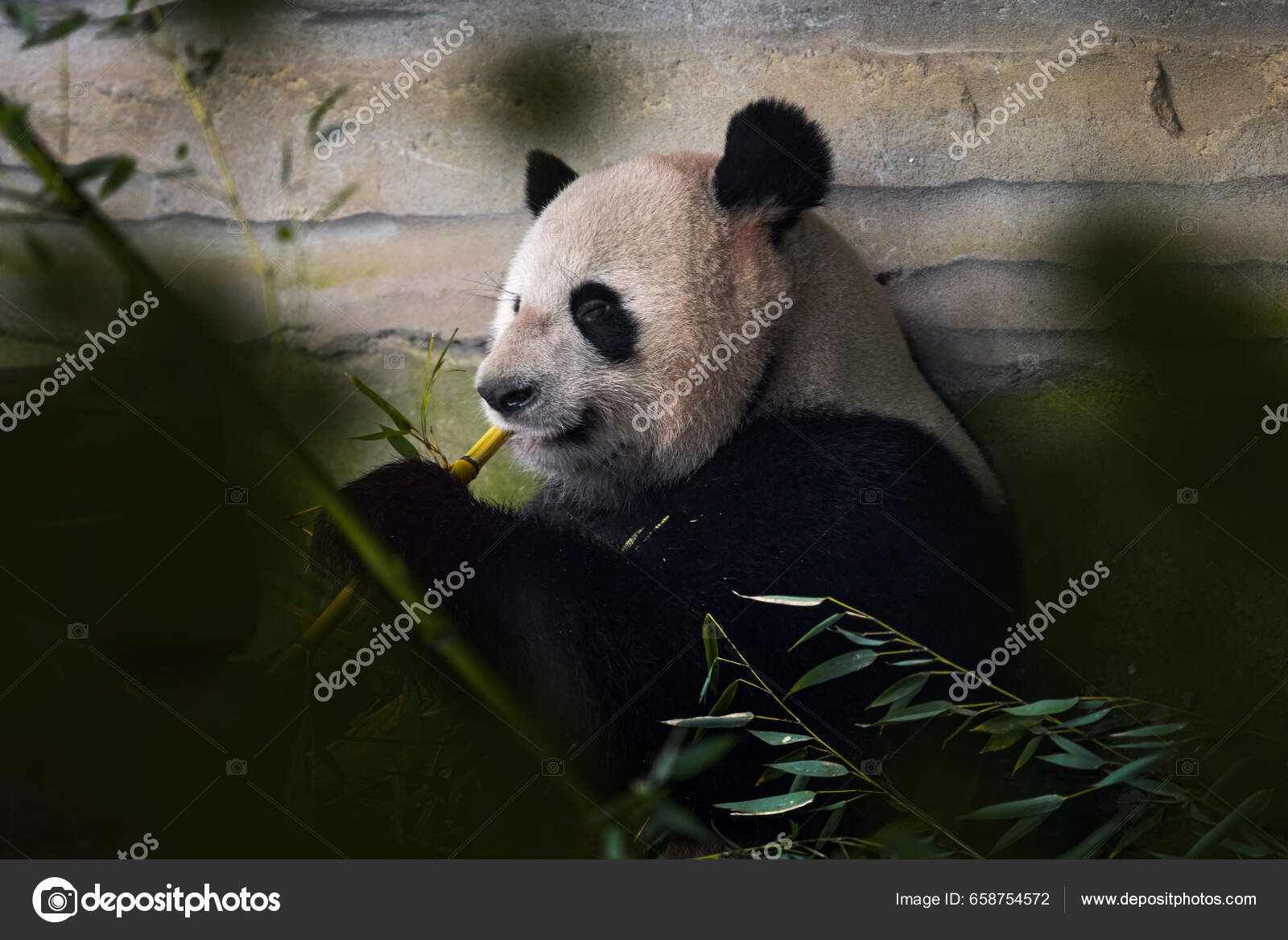 Panda Bear Natural Habitat