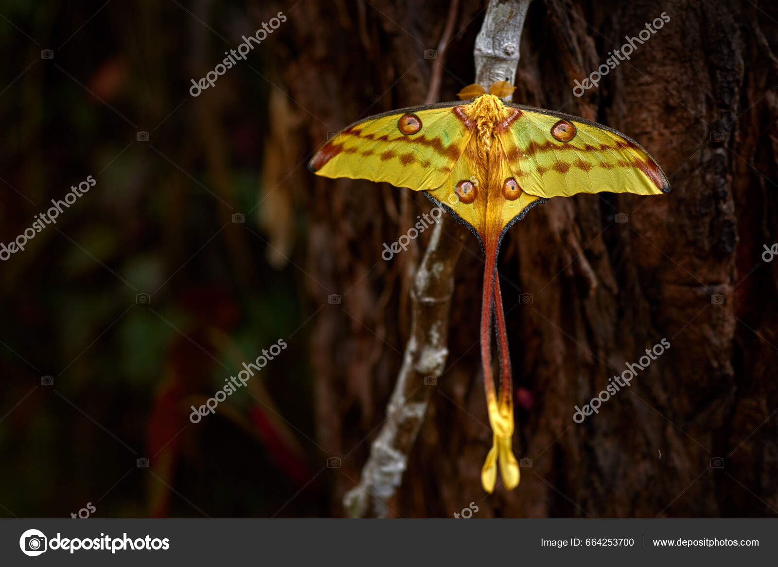 Comet Moth Caterpillar