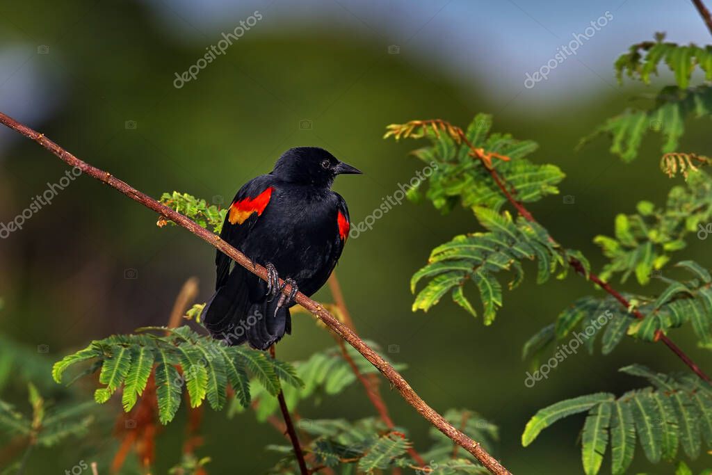 Pájaro negro de alas rojas, Agelaius phoeniceus, exótico pájaro cantor ...