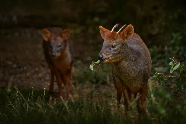 Southern Pudu Pudu Puda Male Nature Habitat Forest China Pudu Stock ...