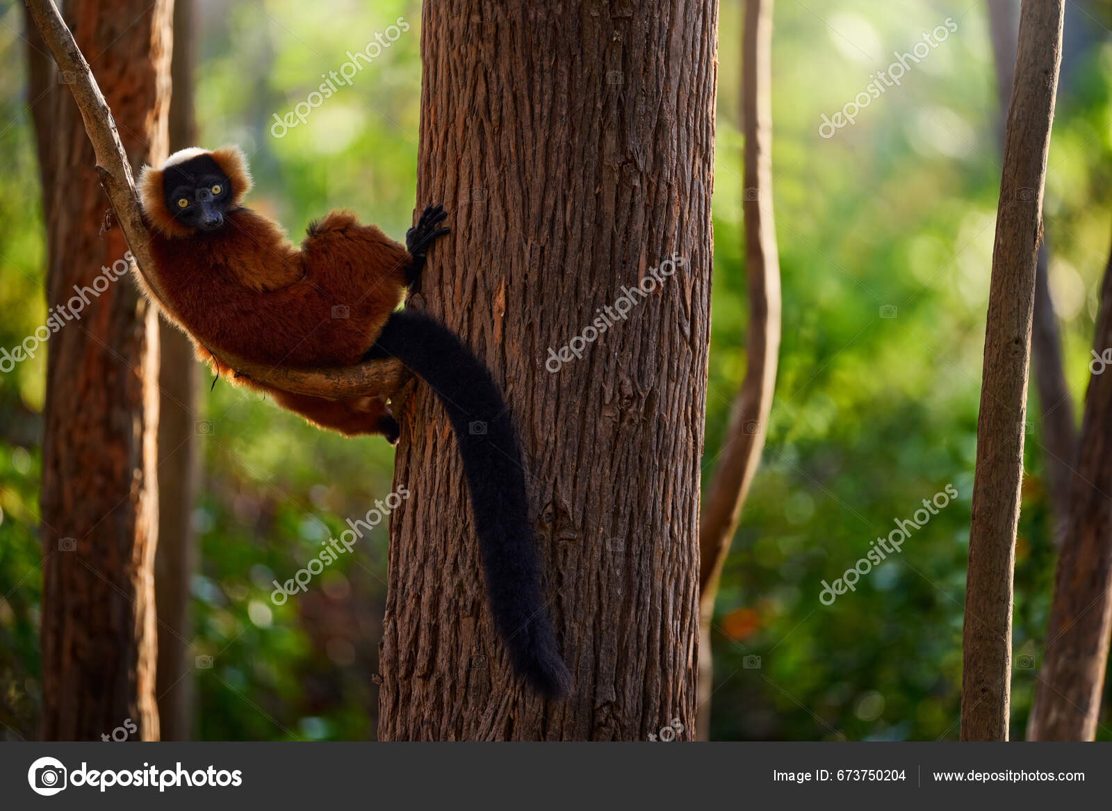 Red Ruffed Lemur In Tree