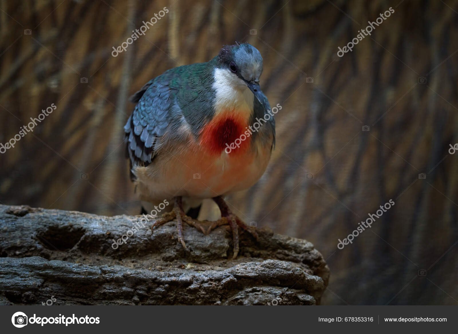 Luzon Bleeding Heart Punay Gallicolumba Luzonica Luzon Island ...