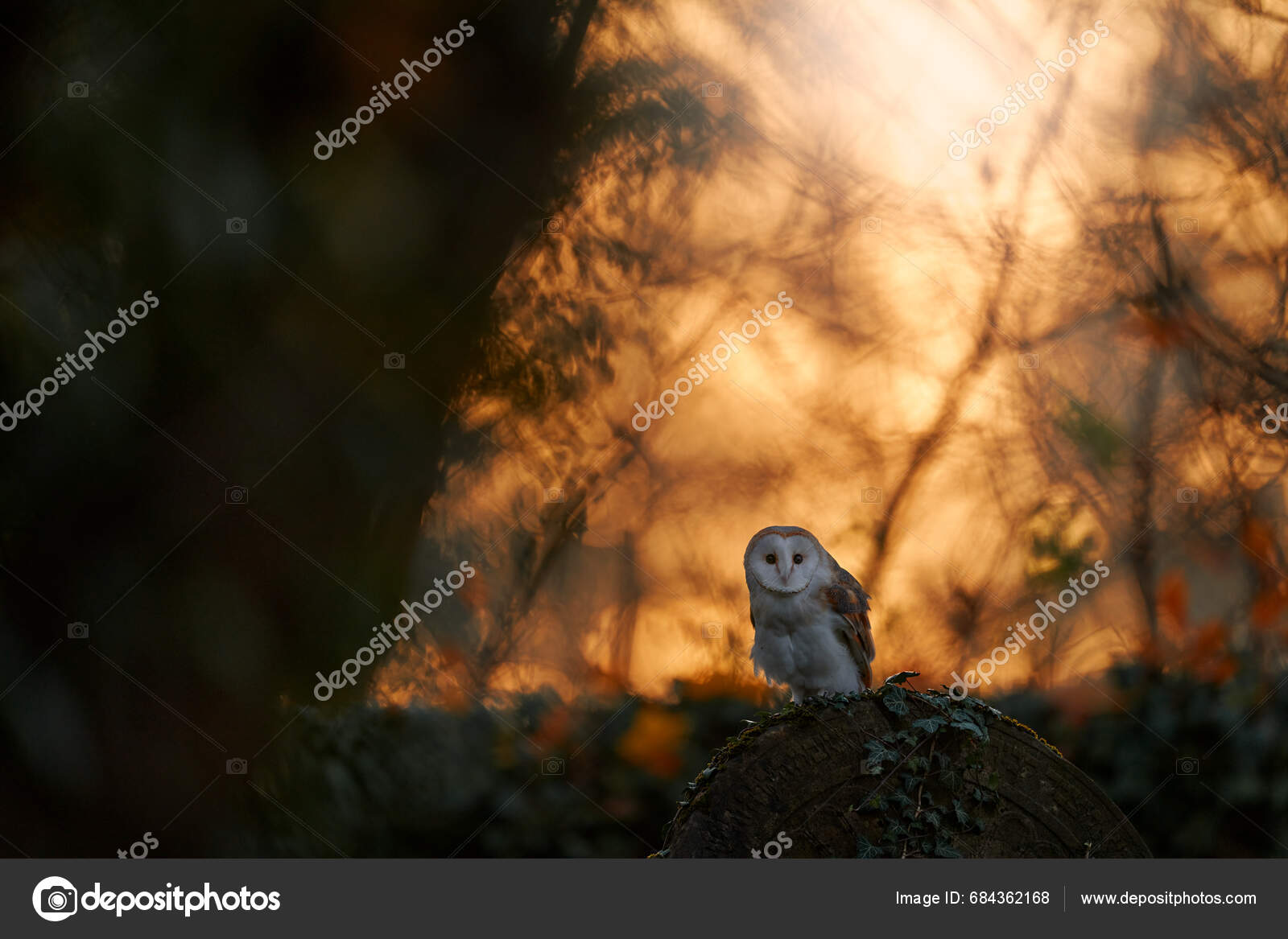 Puesta Sol Búho Barn Owl Ave Mágica Tyto Alba Volando — Foto de stock #684362168 © OndrejProsicky