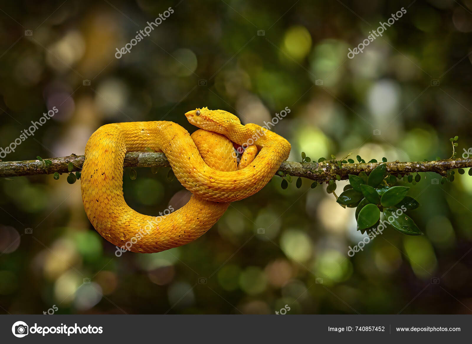 Yellow Snake Poison Danger Viper Snake Costa Rica Yellow Eyelash ...