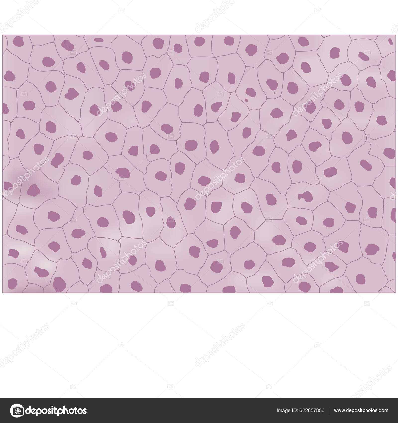 Hautzellen Unter Dem Mikroskop Hautzellen Unter Einem Mikroskop