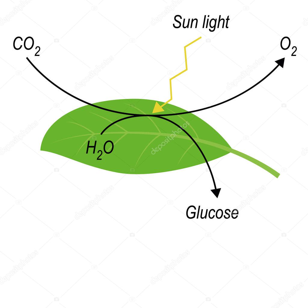 Ecuación de fotosíntesis fórmula de fotosíntesis. Carta de Educación en ...