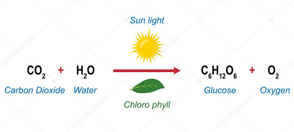 Ecuación Fotosíntesis Fórmula Fotosíntesis Carta Educación Biología ...