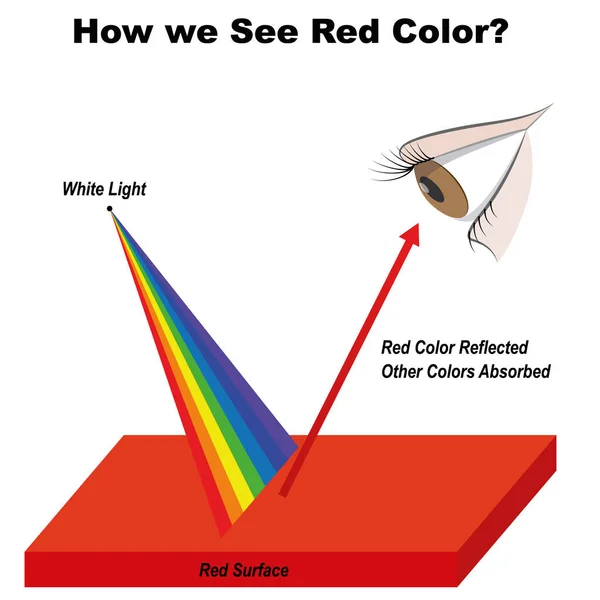 Física. ¿Cómo vemos el color rojo? Diagrama de infografía roja que ...