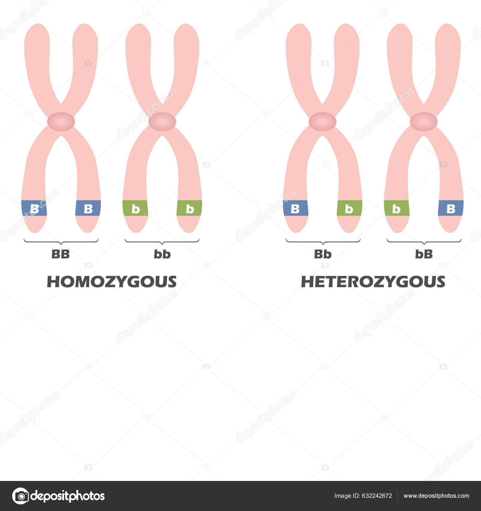 Diagrama Diferencia Entre Homocigoto Heterocigoto Ilustración Vectorial ...