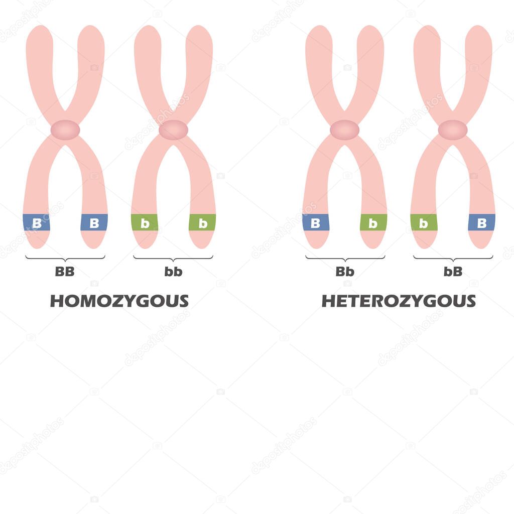 Diagrama de diferencia entre homocigoto y heterocigoto. Ilustración ...