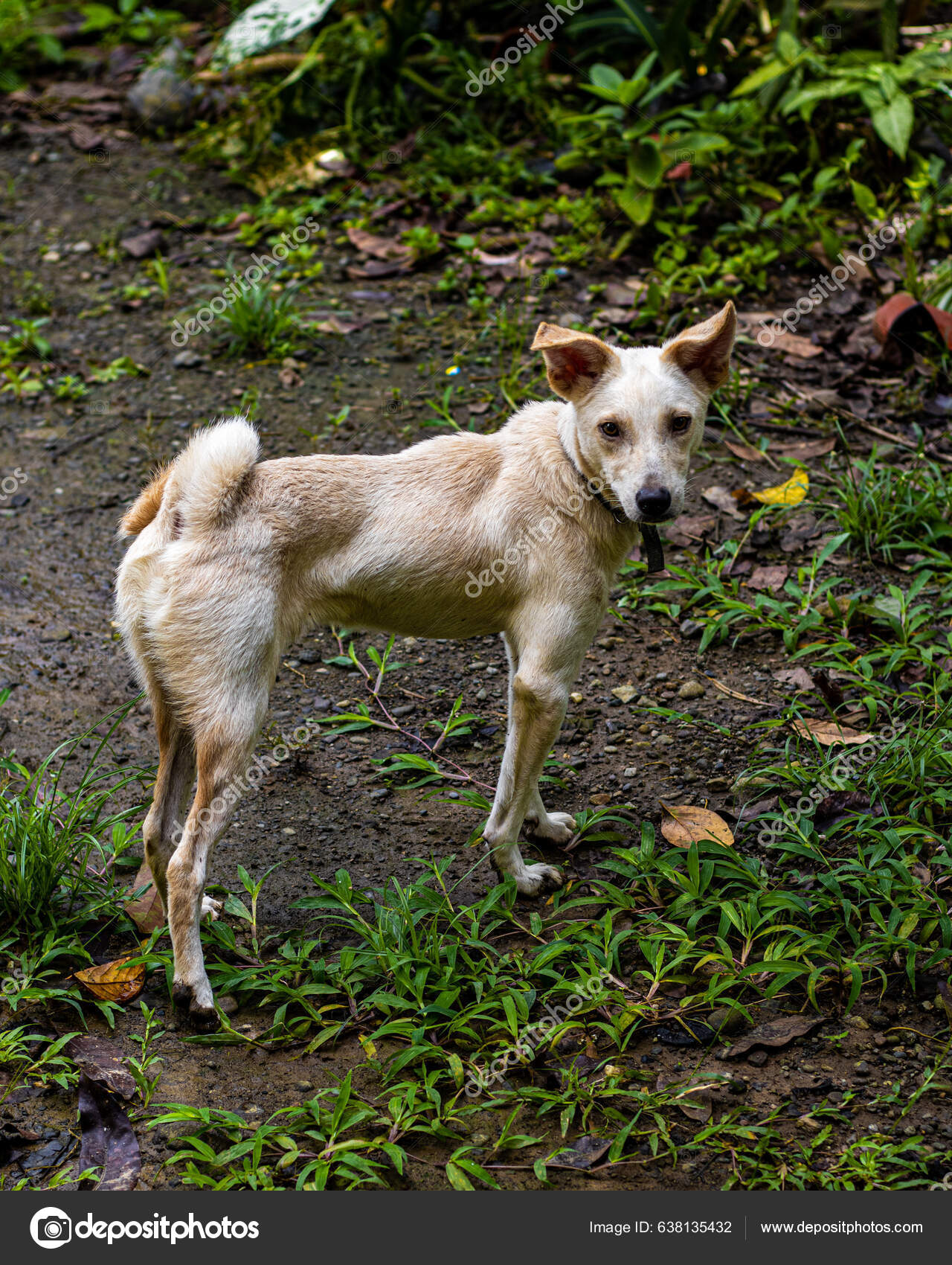 White Aspin Dog Philippines — Stock Photo © Fotofella #638135432