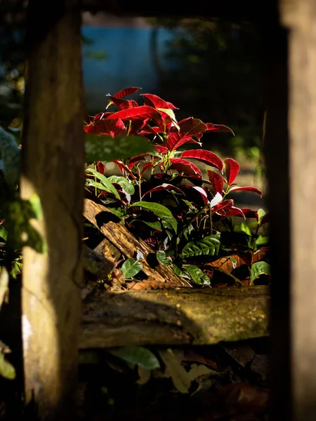 Jungle Fire plant in the Philippines. - Stock Image - Everypixel