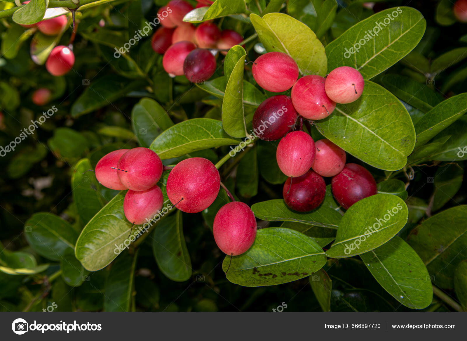 Carunda Fruit Iloilo Philippines — Stock Photo © Fotofella #666897720