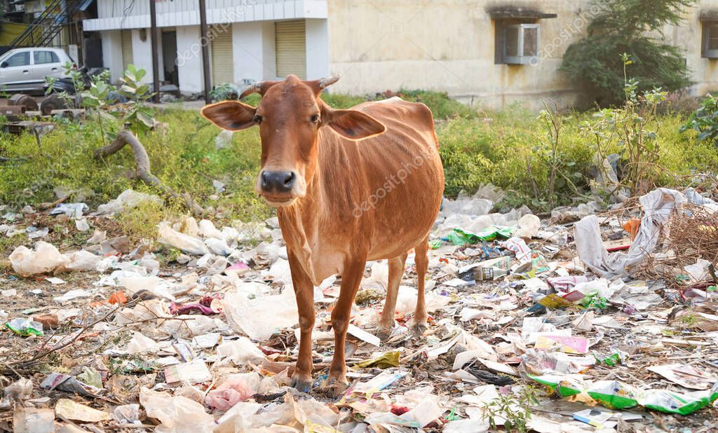 Las vacas comen alimentos en un vertedero de basura.Vegetación de chips ...