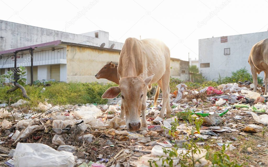 Las vacas comen alimentos en un vertedero de basura.Vegetación de chips ...