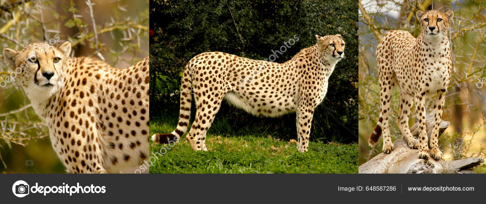 Cheetah Teeth And Claws