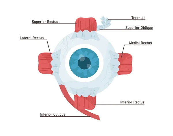 100,000 Human eye anatomy Vector Images | Depositphotos