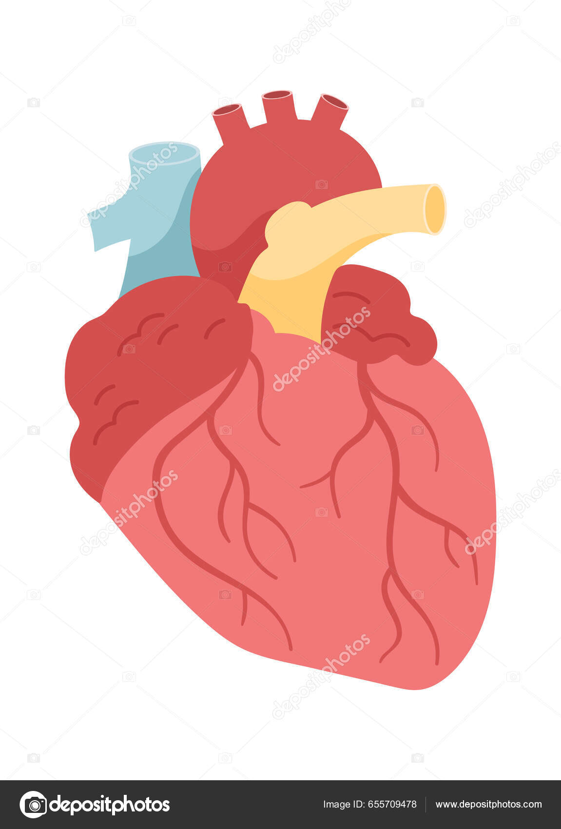 Ilustración Vectores Órganos Del Corazón Humano Vector de stock por ...