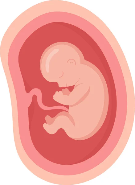 Desarrollo Embrionario Humano Nueve Meses Etapas Infografía Médica ...