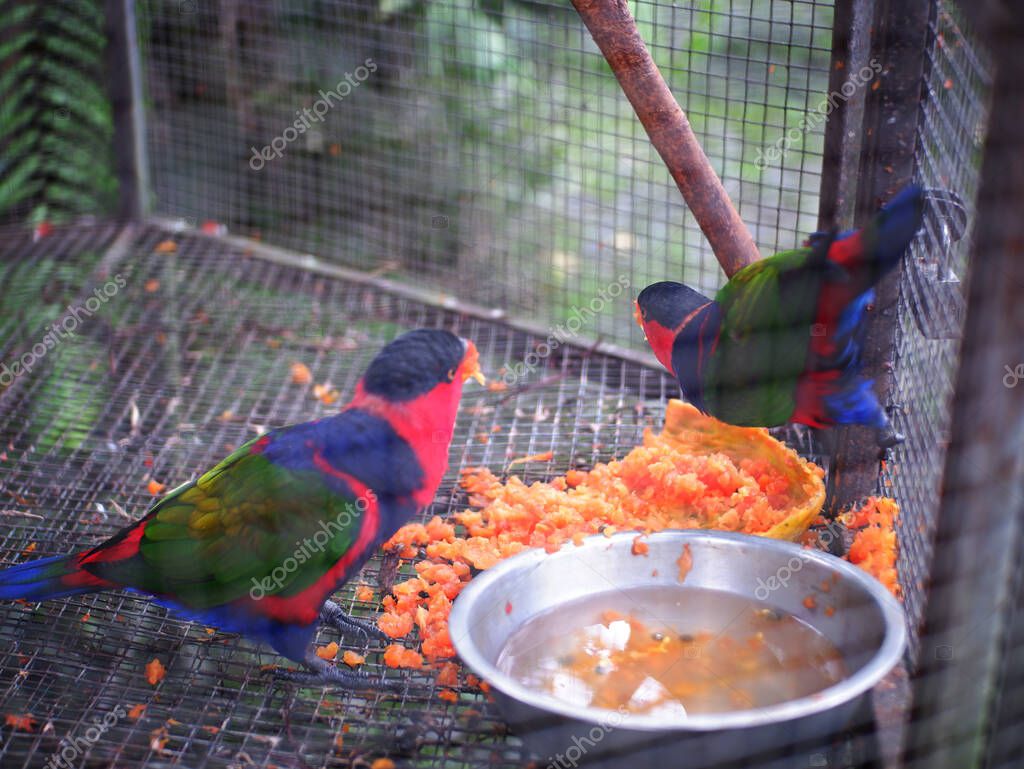 Un par de loros de cabeza negra "Lorius lory" comiendo fruta de papaya ...