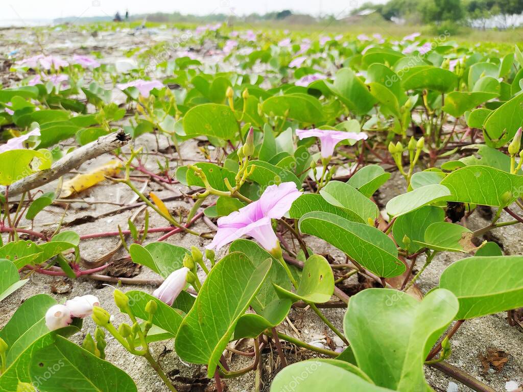 Ipomoea pes-caprae, en Indonesia llamada katang katang o planta de ...