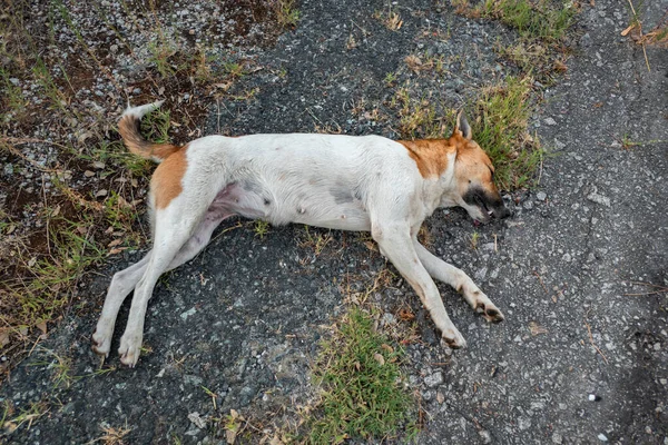 Roadkill dog Stock Photos, Royalty Free Roadkill dog Images | Depositphotos