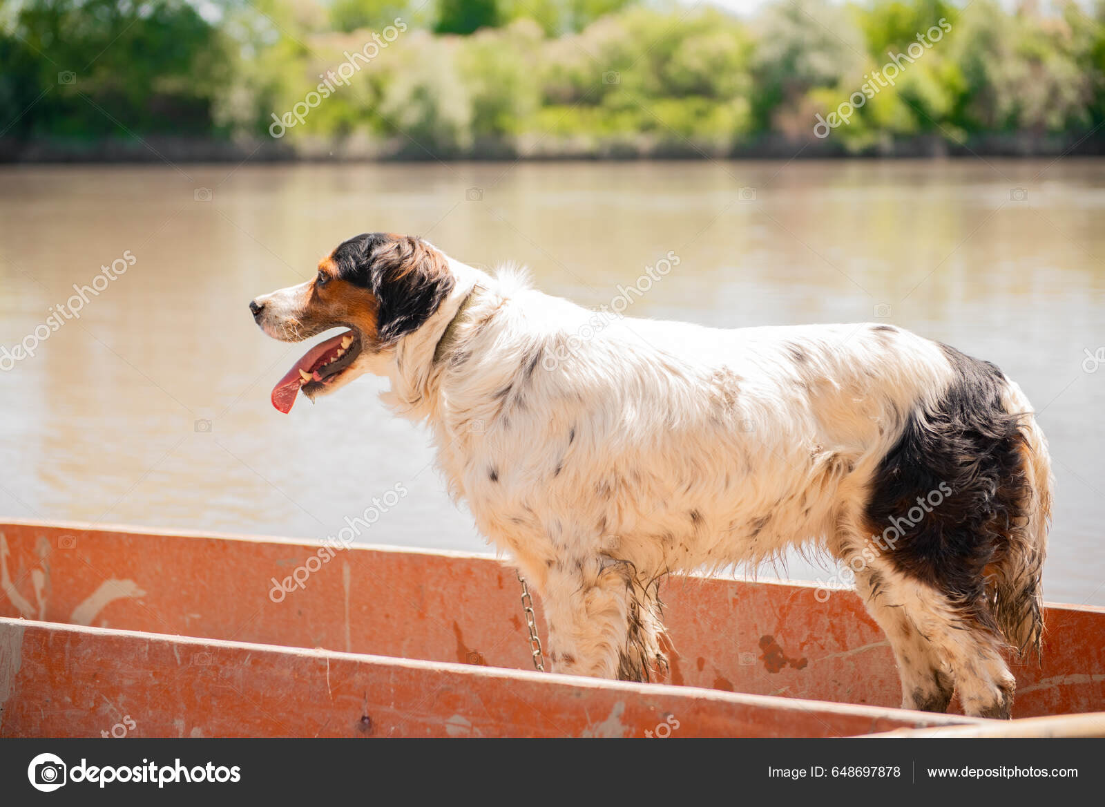 White Irish Shepherd
