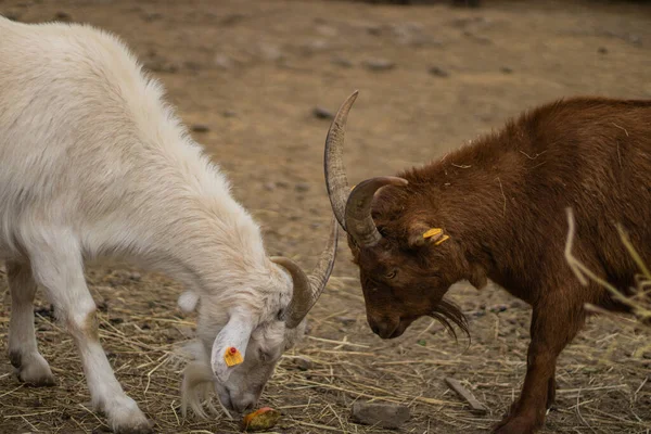 Ethiopia goats Stock Photos, Royalty Free Ethiopia goats Images ...