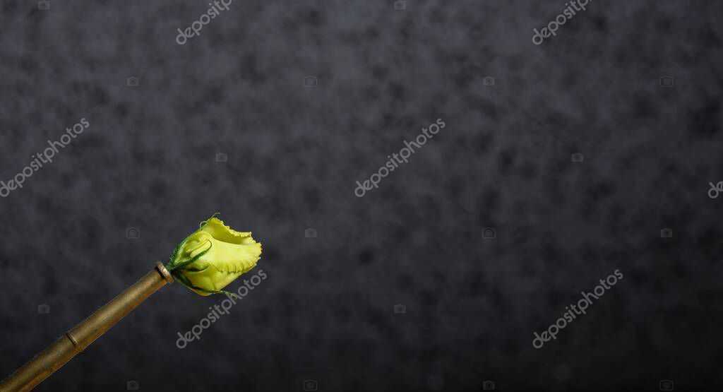 Un pequeño capullo de rosa de color verde tierno se inserta en el tubo ...