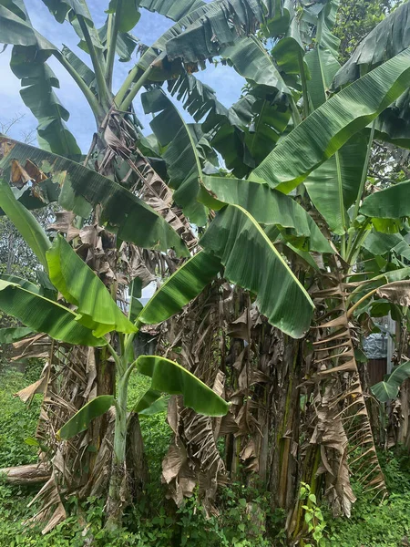 African banana plantation Stock Photos, Royalty Free African banana ...