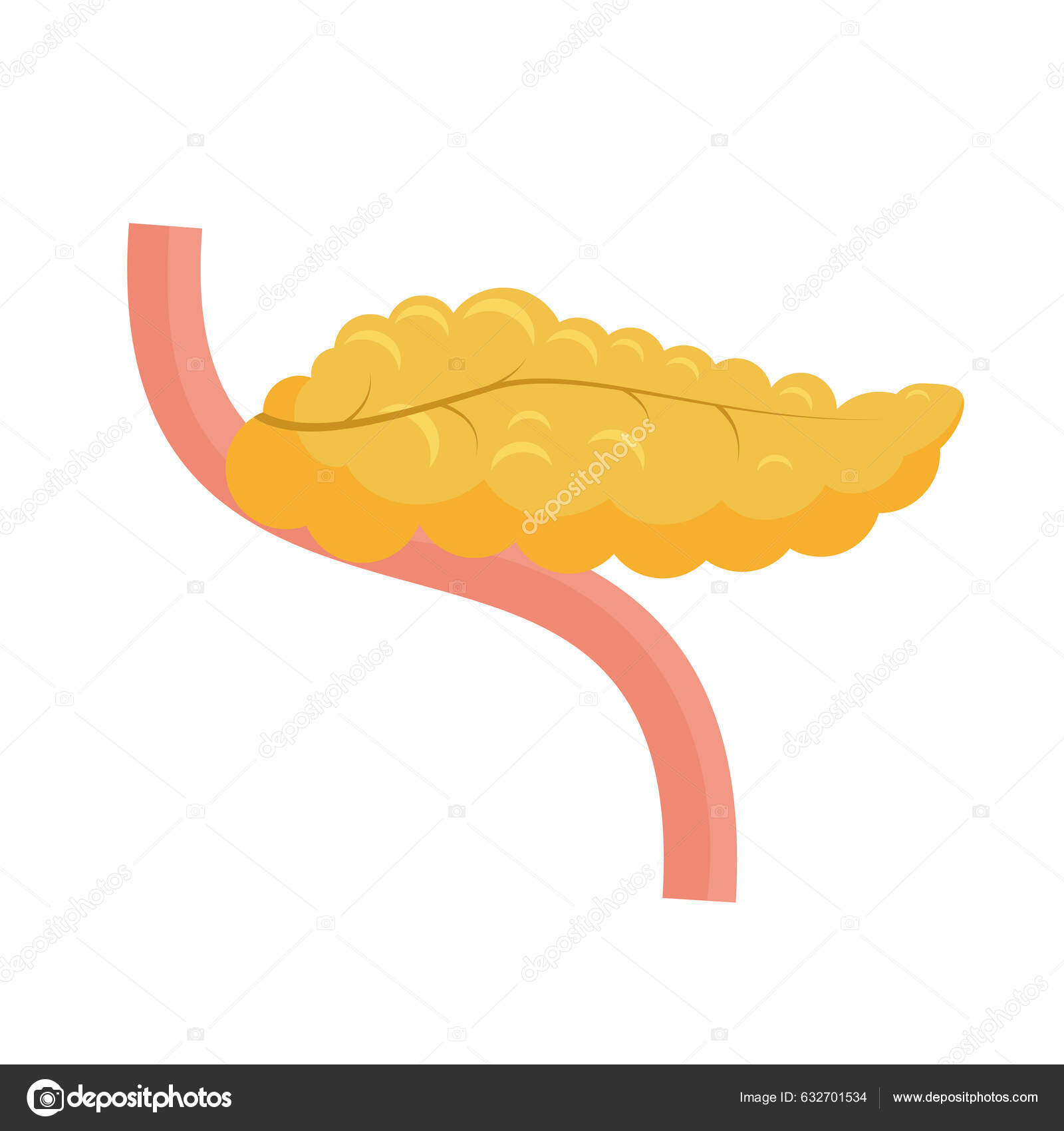 Ilustración Del Vector Anatomía Humana Vector de Stock de ...