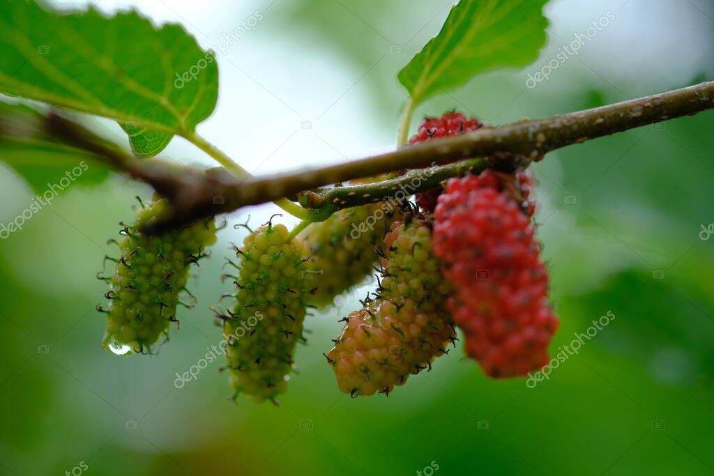 Morus alba, known as white mulberry, is a fast-growing, small to medium ...