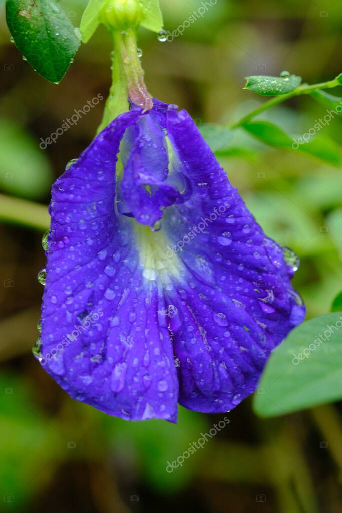 bunga telang. vides que se encuentran comúnmente en patios o bordes del ...