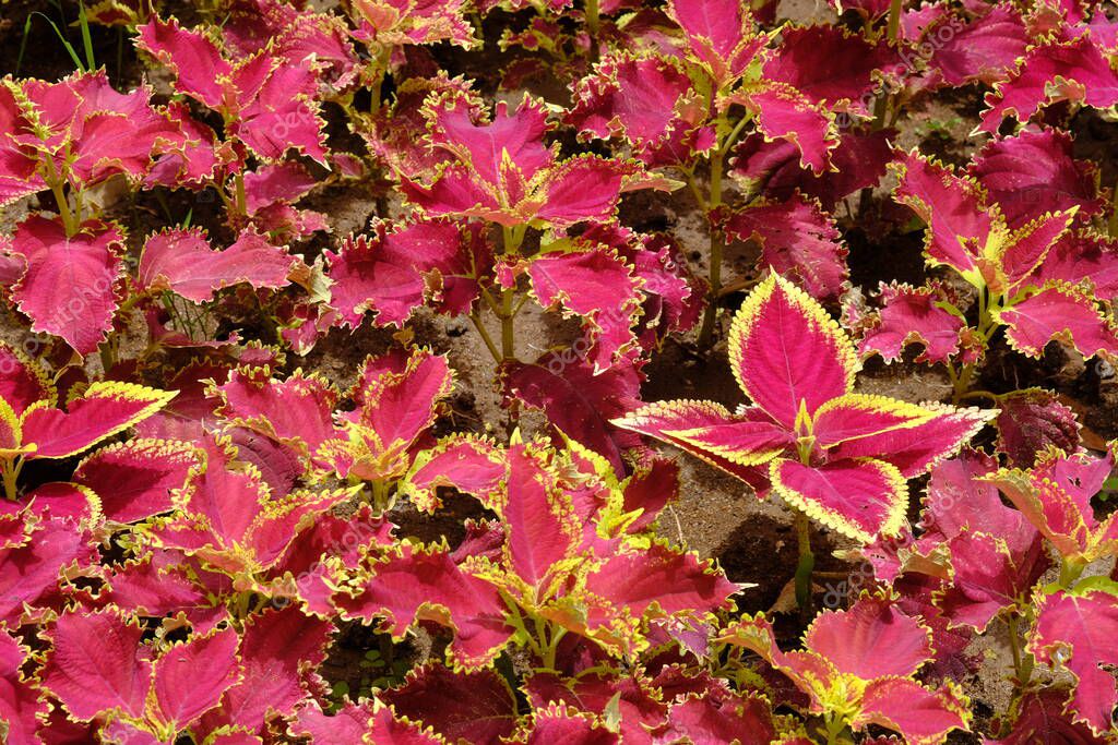 Coleus scutellarioides, miana o coleus, es una especie de planta faner ...
