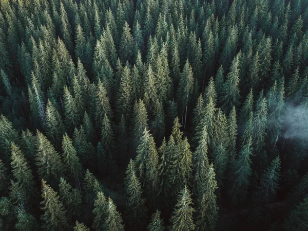 Hutan dari atas fotos de stock, imágenes de Hutan dari atas sin ...