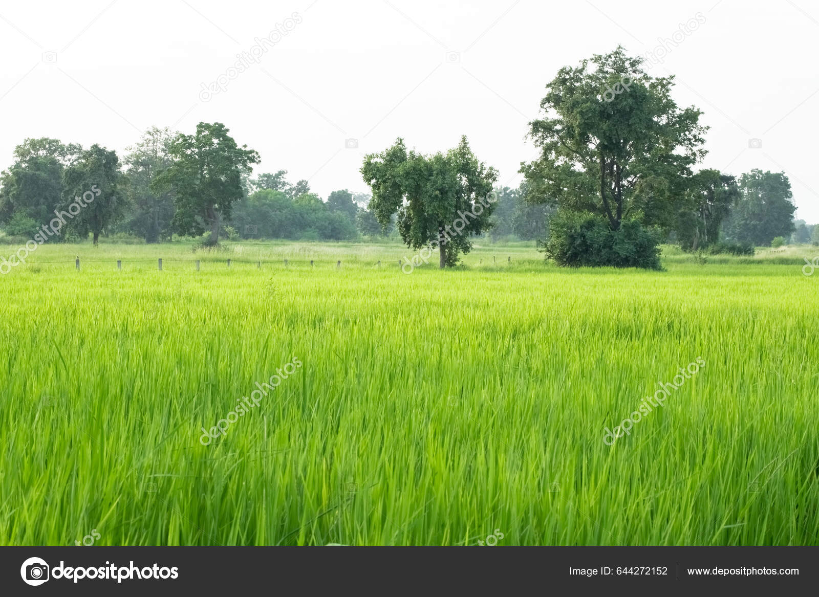 Green Rice Fields Green Rice Morning Background Concept — Stock Photo ...
