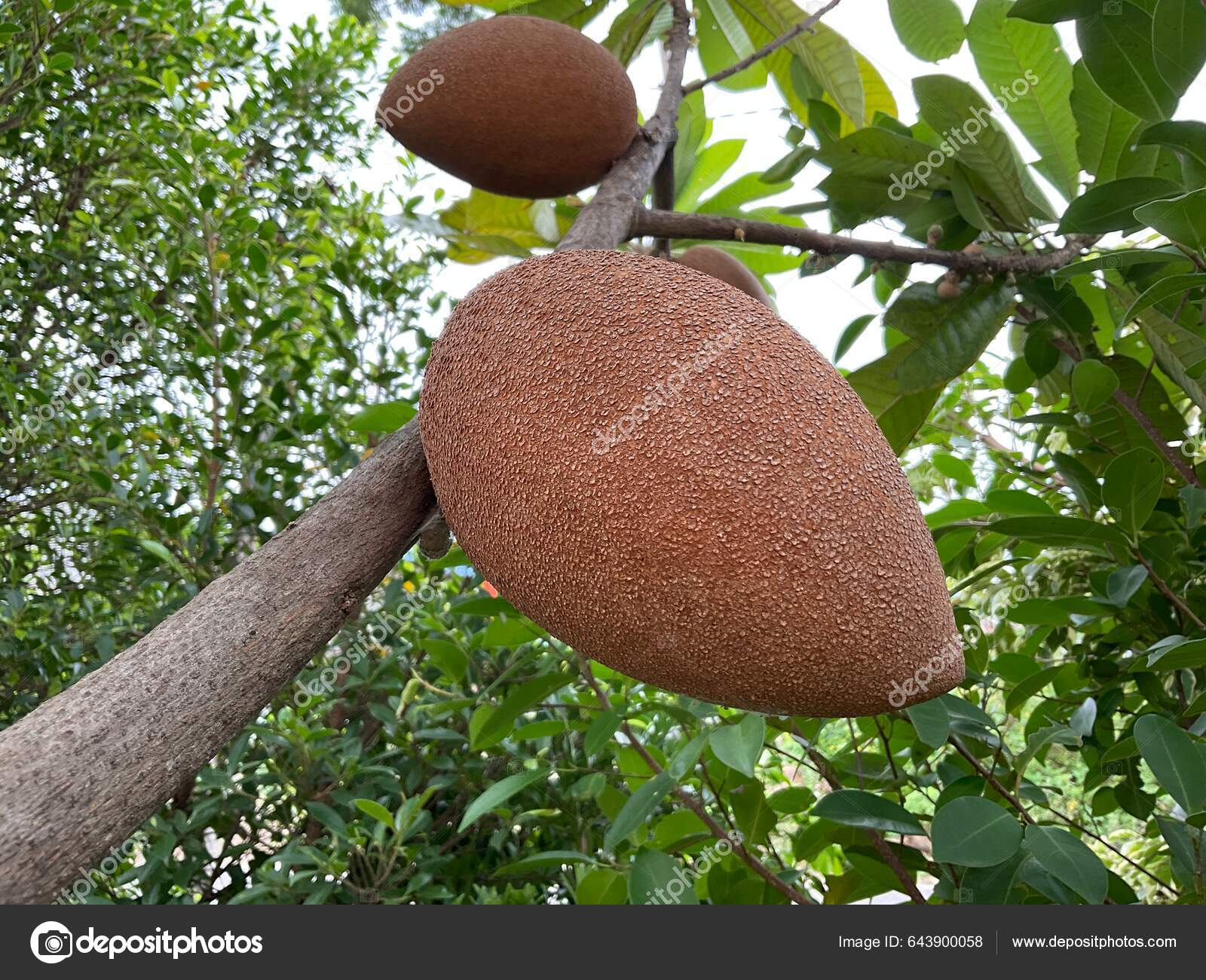 Mamey Sapote Big Sapodilla Sapota Fruit Plant: fotografía de stock ... Mamey Sapote Big Sapodilla Sapota Fruit Plant: fotografía de stock ...