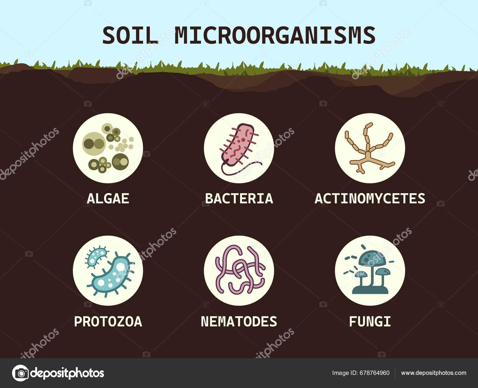 Biología Del Suelo Microorganismos Del Suelo Bacterias Hongos Algas ...