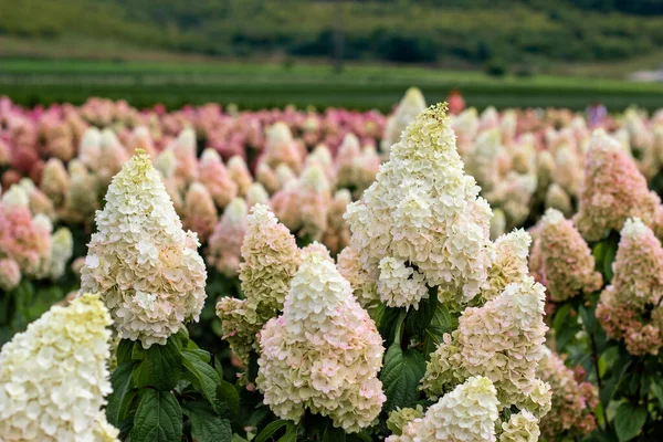 blooming multi-colored hydrangea on a flower field. horizontal crop ...