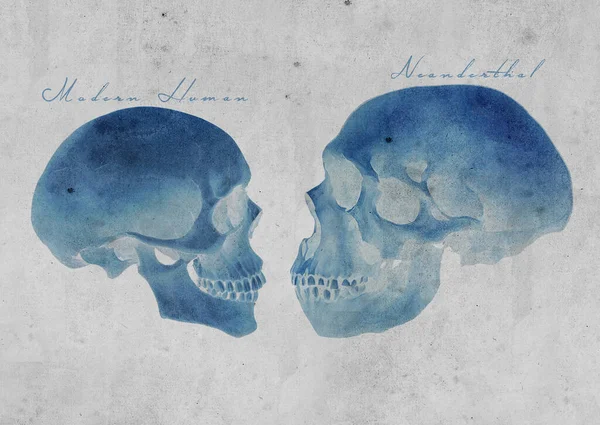 Neanderthals Archaic Extinct Human Skull Fossil Digital Art Winters860 ...